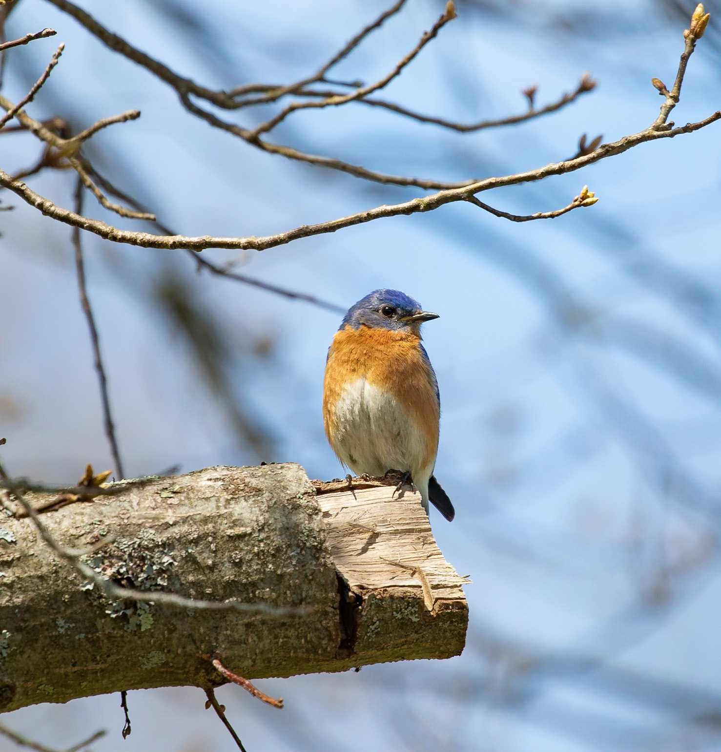 Bluebird – Max Phoenix Photos